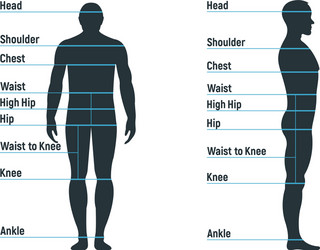 Male size chart anatomy human character people Vector Image