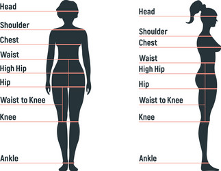 Female size chart anatomy human character people Vector Image