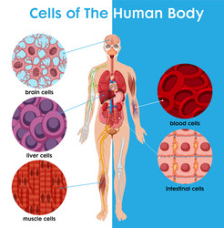Scientific medical cells human body Royalty Free Vector