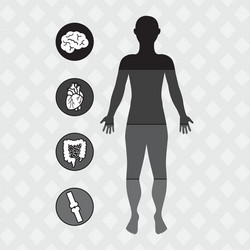 Human anatomy design Royalty Free Vector Image