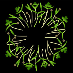 Cilantro Logo Vector Images (over 220)