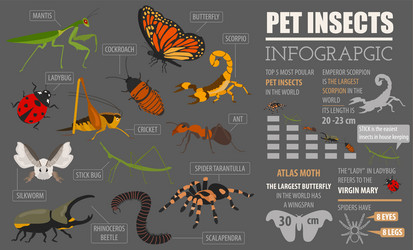 Insects infographic template Royalty Free Vector Image