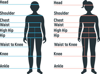Male and female size chart anatomy human Vector Image