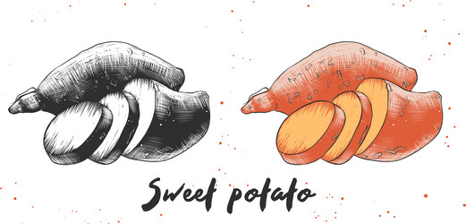 Sweet Potato Logo Vector Images (over 1,000)
