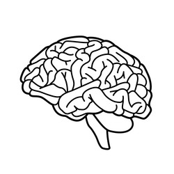 Human Brain Drawing Side View