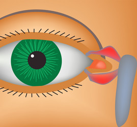 Lacrimal Gland Vector Images (30)