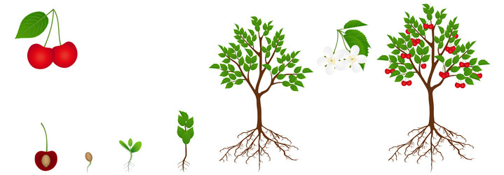 Cherry plant growth cycle Royalty Free Vector Image