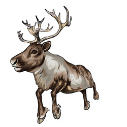 Reindeer Reins Vector Images (over 160)