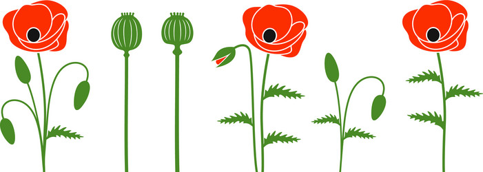 Poppy flower Royalty Free Vector Image - VectorStock