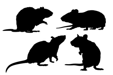 Hand drawn rat silhouette set Royalty Free Vector Image