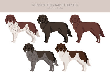 German wirehaired pointer clipart different poses Vector Image