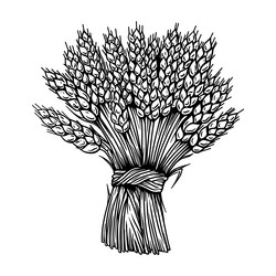Wheat sheaf in engraving style design element Vector Image