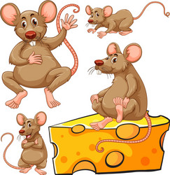 Little mouse with brown fur Royalty Free Vector Image