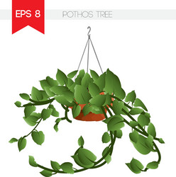 Pothos Vector Images (over 240)