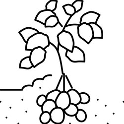 Potato Potatoes Outline Vector Images (over 7,200)