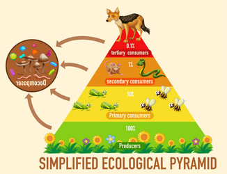 Science simplified ecological pyramid Royalty Free Vector