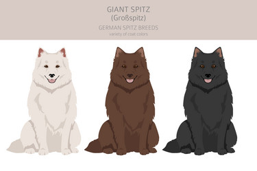 German spitz medium spitz clipart different poses Vector Image