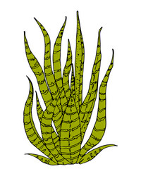 Hand drawn indoor flower black contour isolated Vector Image