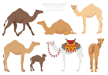 Camel family cartoon Royalty Free Vector Image