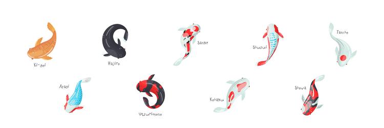 Koi Fish Top View Vector Images (over 160)