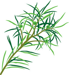 Tea Tree Vector Images (over 17,000)