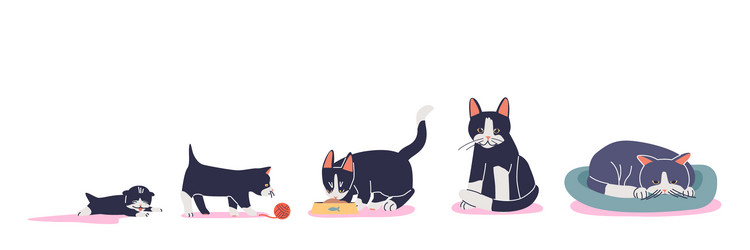 Cat Life Cycle Vector Images (94)