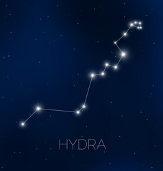 Hydra anatomy cnidaria Royalty Free Vector Image