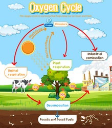 Oxygen cycle diagram for science education Vector Image