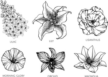 Line drawing orchid flower wreaths frames Vector Image