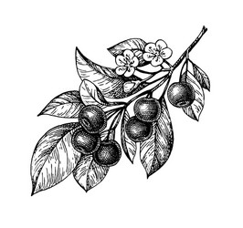 Cherry hand drawing vintage engraving Royalty Free Vector