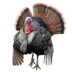 Male turkey Royalty Free Vector Image - VectorStock
