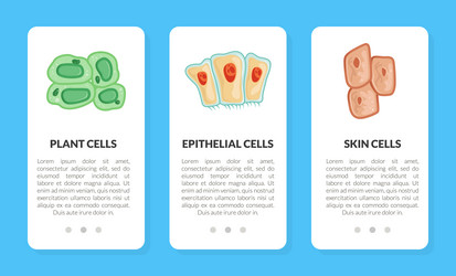 Human cells web banner as medicine and biology Vector Image