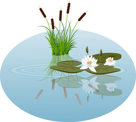 Small lake with reeds in cartoon style Royalty Free Vector