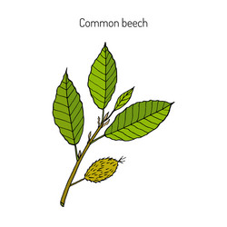 Beech Vector Images (over 3,400)