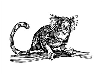 Marmoset Vector Images (over 610)