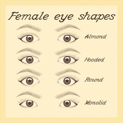 Various female eye types Royalty Free Vector Image
