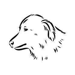 Aidi dog sketch outline pencil drawing artwork Vector Image