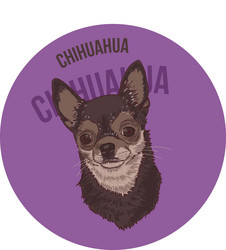 Chihuahua Vector Images (over 3,000)