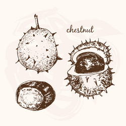 Chestnut drawing engraving ink line art Royalty Free Vector
