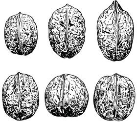 Walnut Royalty Free Vector Image - VectorStock