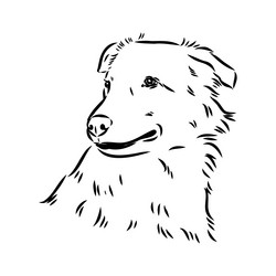 Aidi dog sketch outline pencil drawing artwork Vector Image