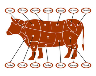 Map of beef steak cuts cow infographic Royalty Free Vector