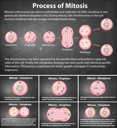 Process of mitosis metaphase with explanations Vector Image