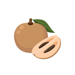 Sapodilla Vector Images (over 470)
