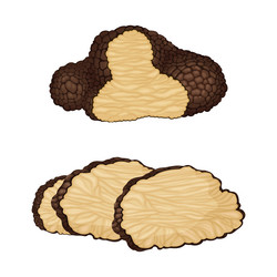 Whole truffle as fruiting body subterranean Vector Image