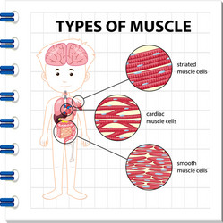 Types muscle cell diagram Royalty Free Vector Image
