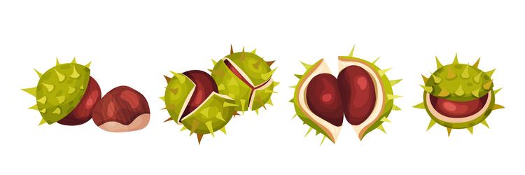 Chestnut with green peel or husk and brown nut Vector Image