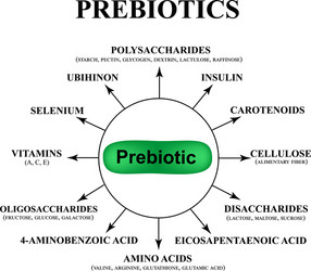 Functions of prebiotics infographics Royalty Free Vector