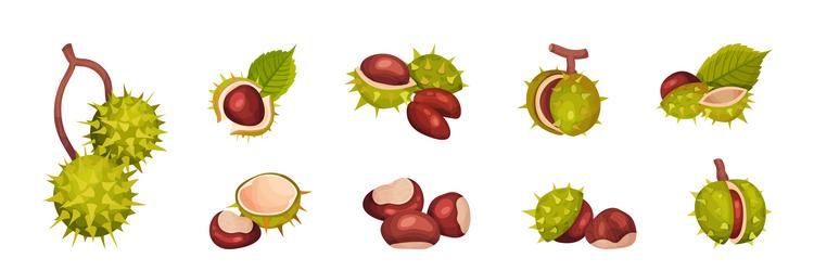 Chestnut with green peel or husk and brown nut Vector Image