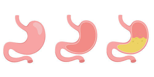 Empty Stomach Vector Images (over 310)